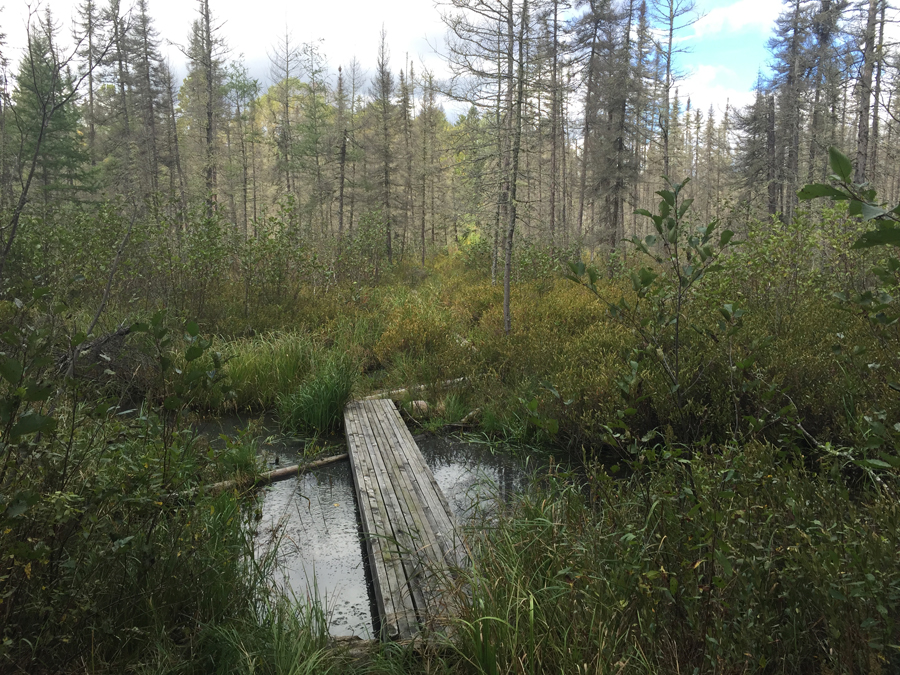 Angleworm Lake Trail in the BWCA